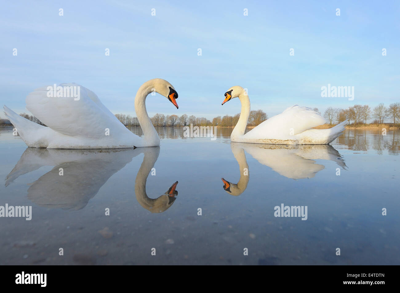 Two swans facing each other hi-res stock photography and images - Alamy