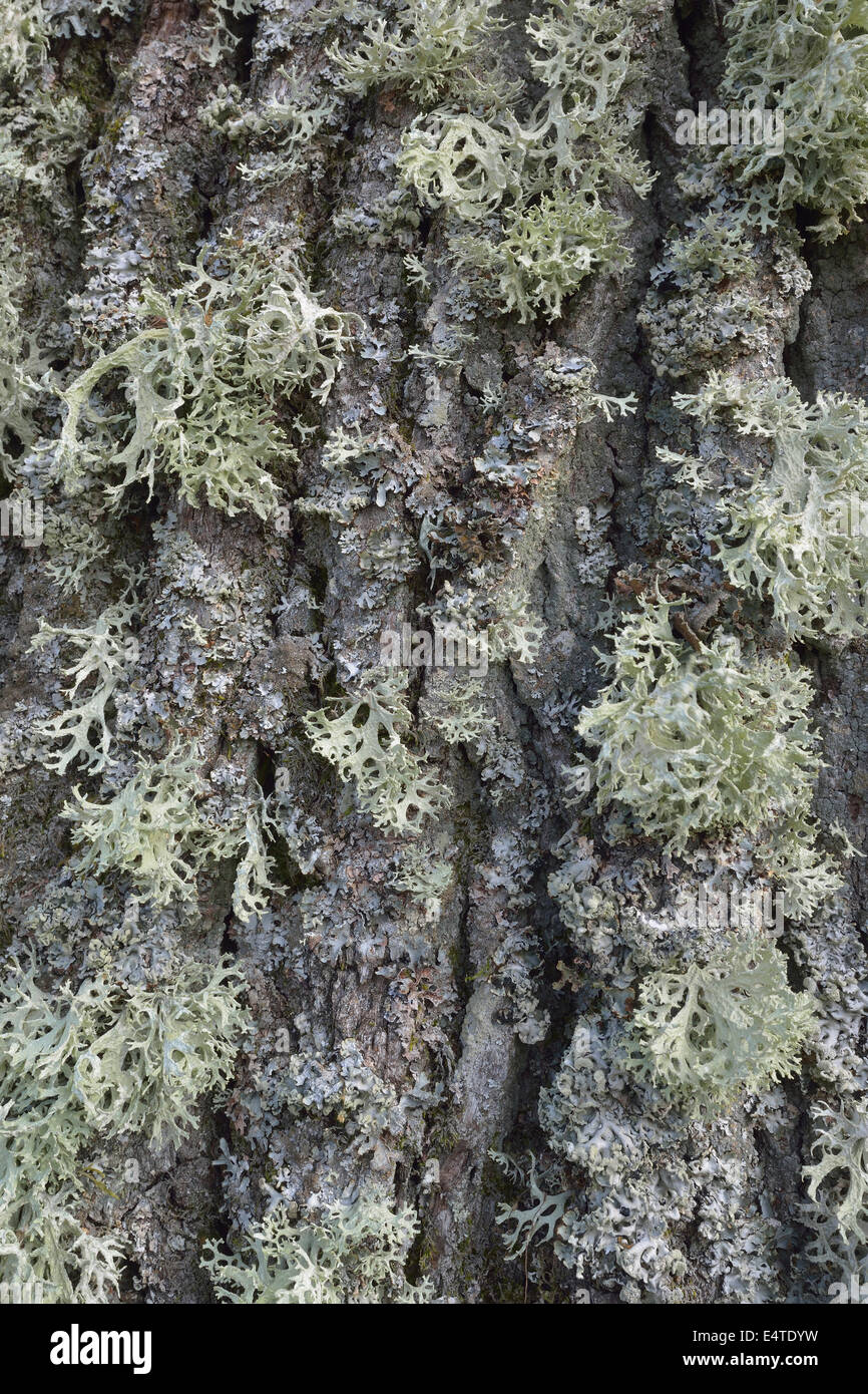 Close-up of Lichen on Oak Tree Bark, Hesse, Germany Stock Photo - Alamy