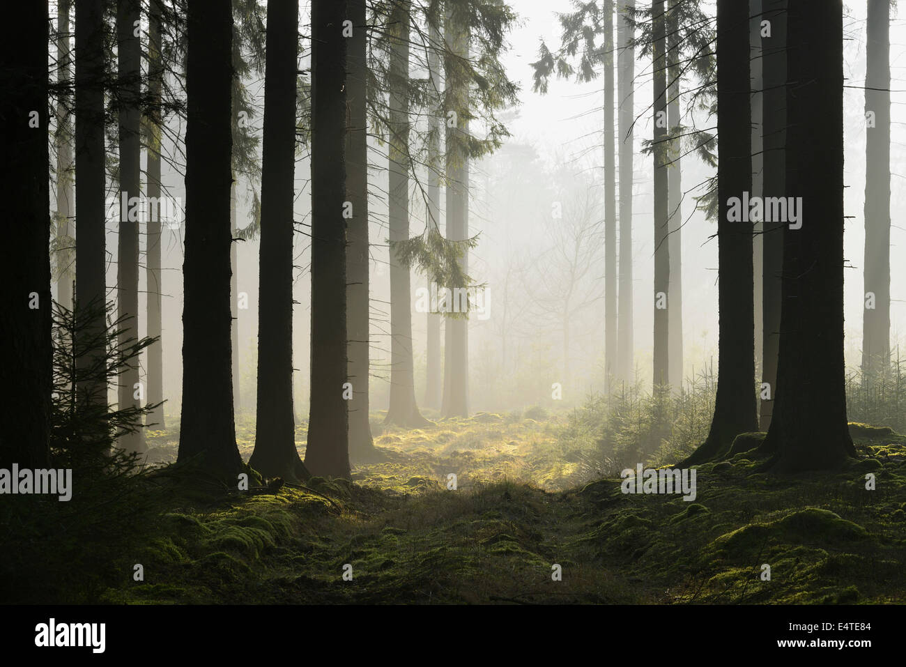 Spruce Forest in Early Morning Mist, Odenwald, Hesse, Germany Stock ...