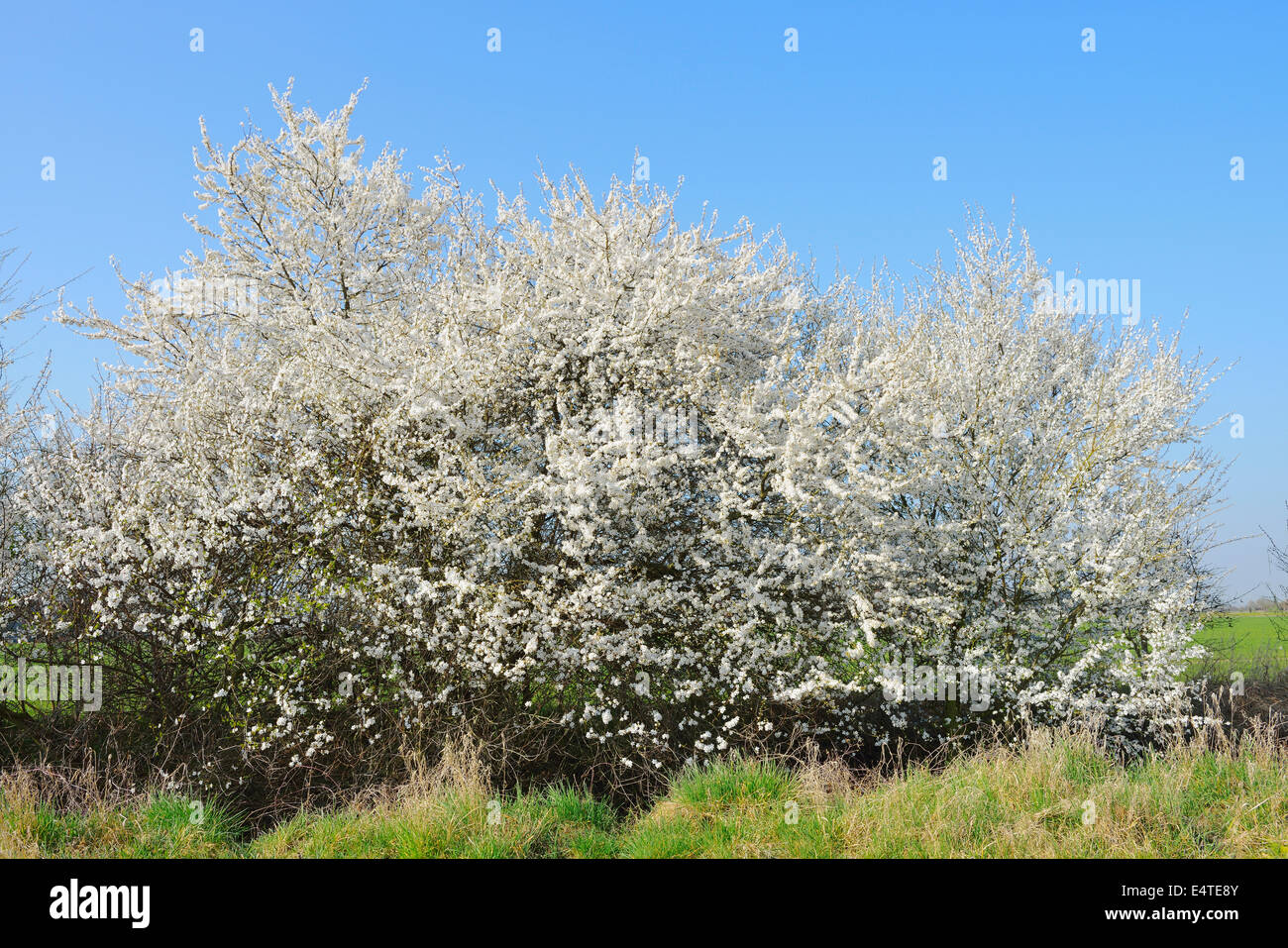 Blackthorn tree hi-res stock photography and images - Alamy