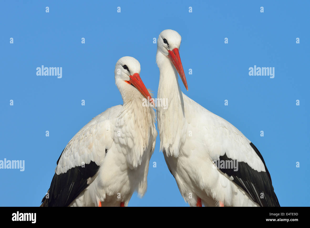 White Storks (Ciconia ciconia), Hesse, Germany Stock Photo - Alamy