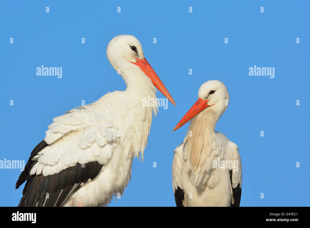 Side view two storks hi-res stock photography and images - Alamy