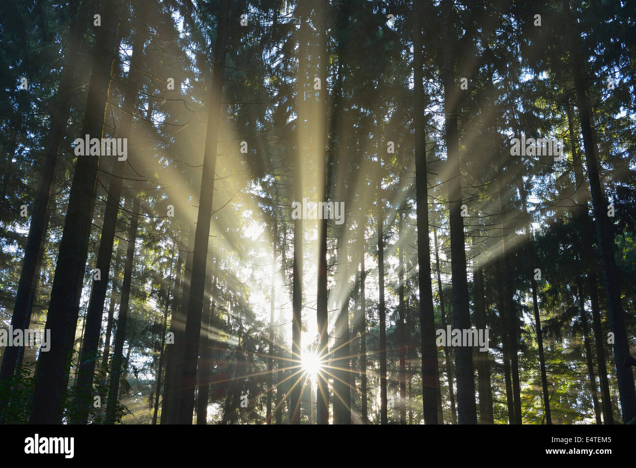 Sun shining through Forest, Schleswig-Holstein, Germany Stock Photo - Alamy