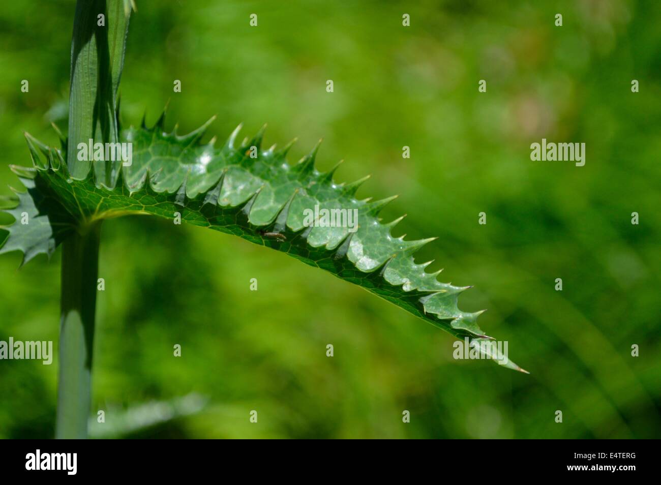 Spiky Leaf High Resolution Stock Photography and Images - Alamy