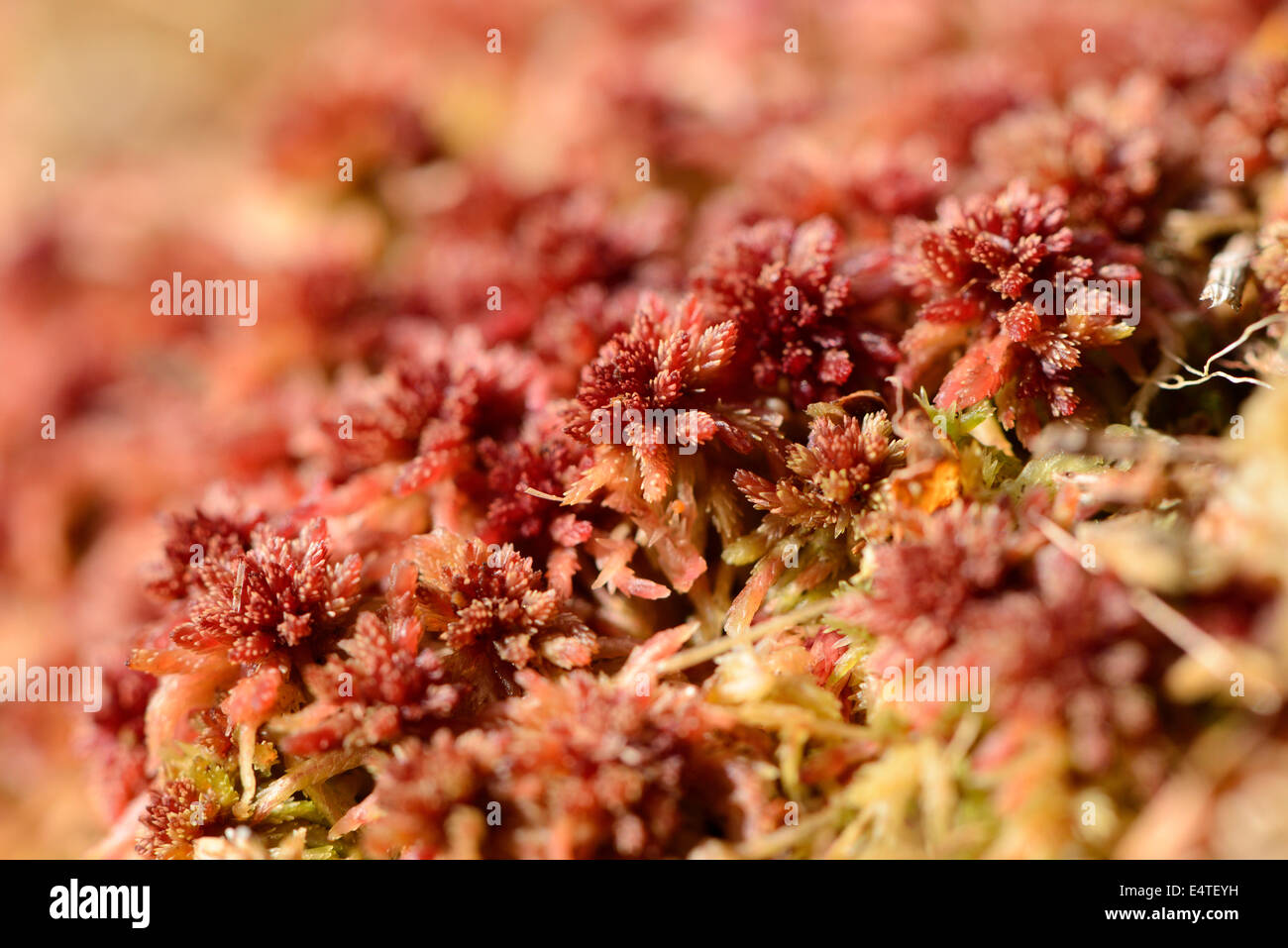 Red peat moss hi-res stock photography and images - Alamy