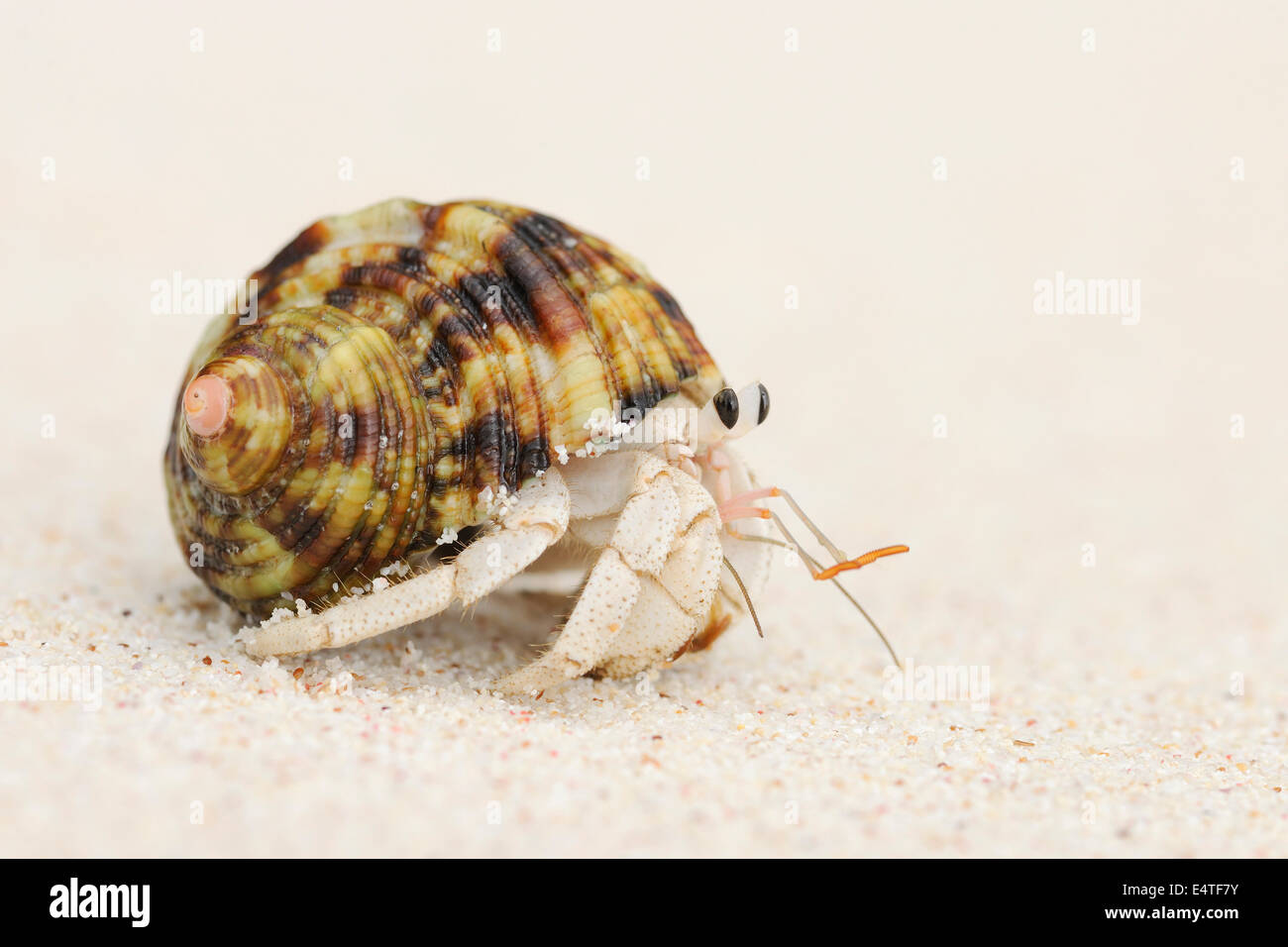 Hermit crab side view hi-res stock photography and images - Alamy