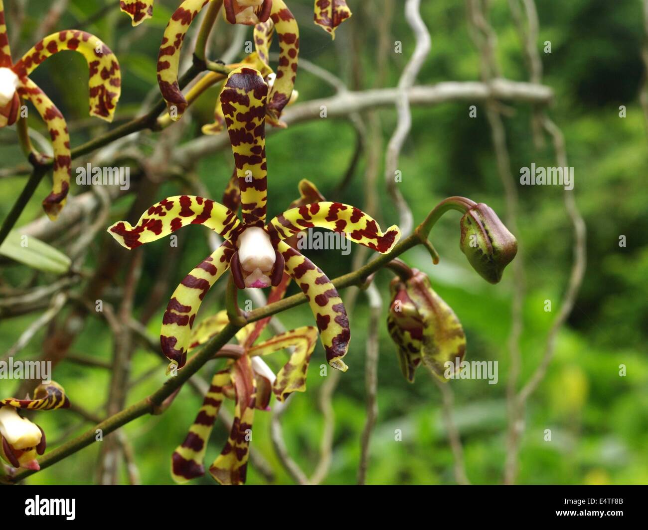 yellow and brown Tiger orchids Stock Photo - Alamy