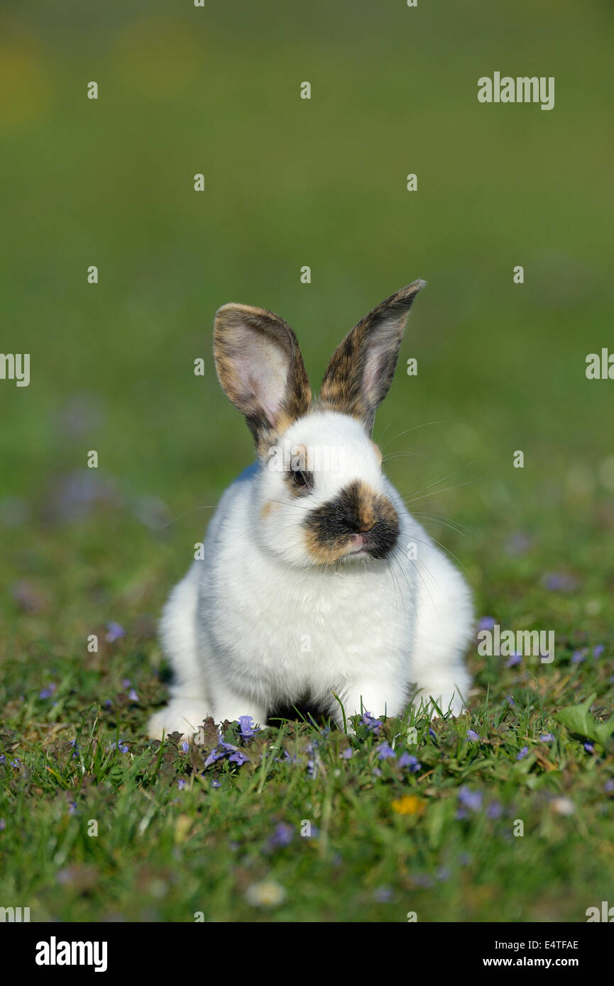 Portrait of Baby Rabbit in Spring Meadow, Bavaria, Germany Stock Photo ...