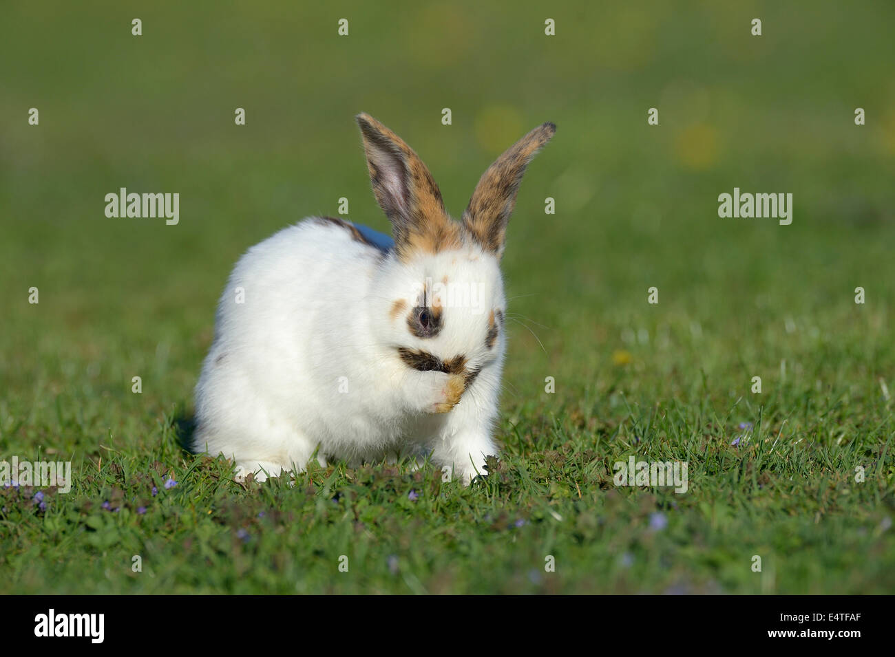 Portrait of Baby Rabbit Cleaning it's Face in Spring Meadow, Bavaria ...