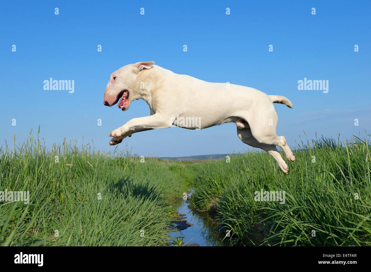 English Bull Terrier Jumping over Ditch, Bavaria, Germany Stock Photo ...