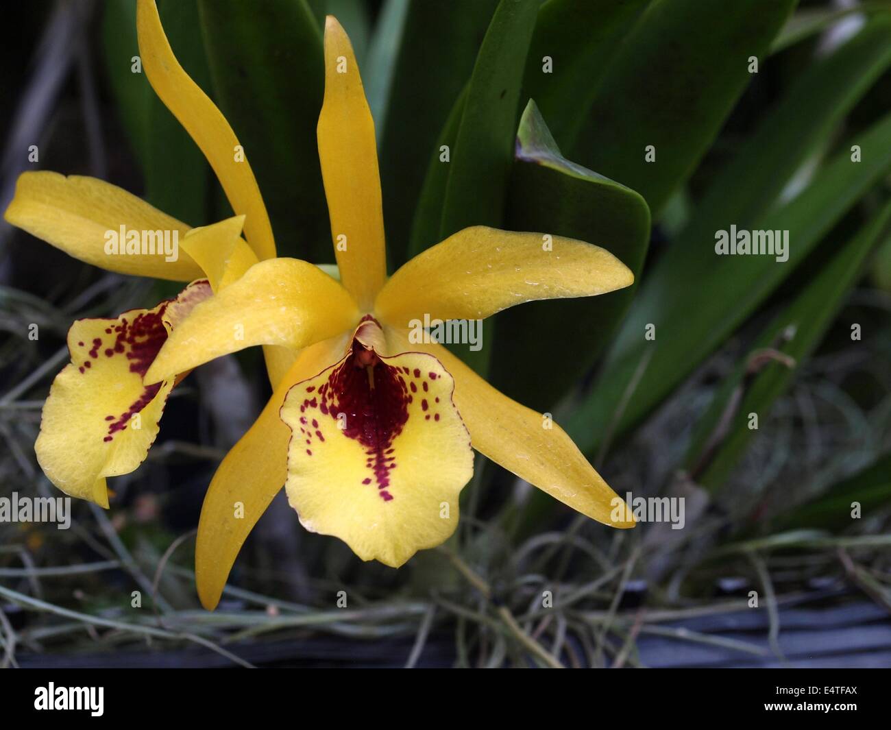 Cymbidium orchids yellow hi-res stock photography and images - Alamy