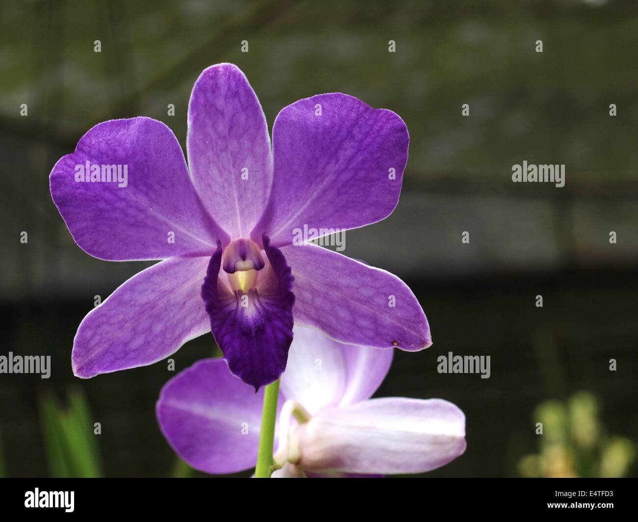 Purple cattleya orchid flower hi-res stock photography and images - Alamy