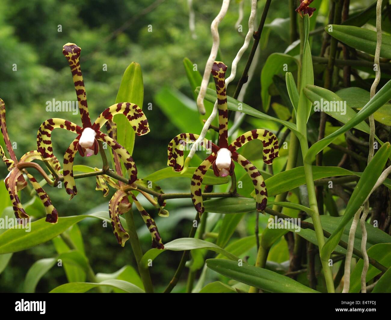 yellow and brown Tiger orchid Stock Photo - Alamy