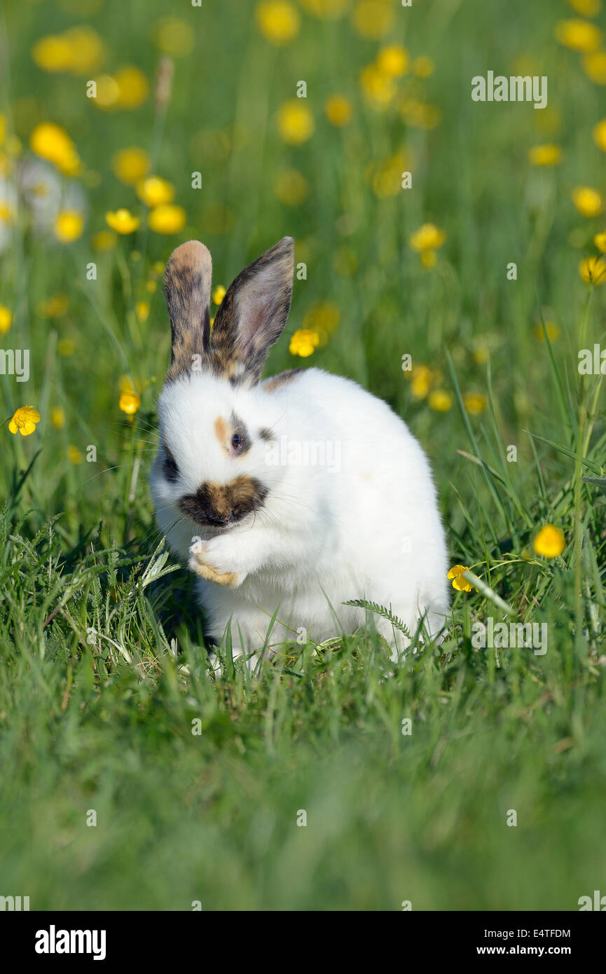 Portrait of Baby Rabbit Cleaning it's Face in Spring Meadow, Bavaria ...