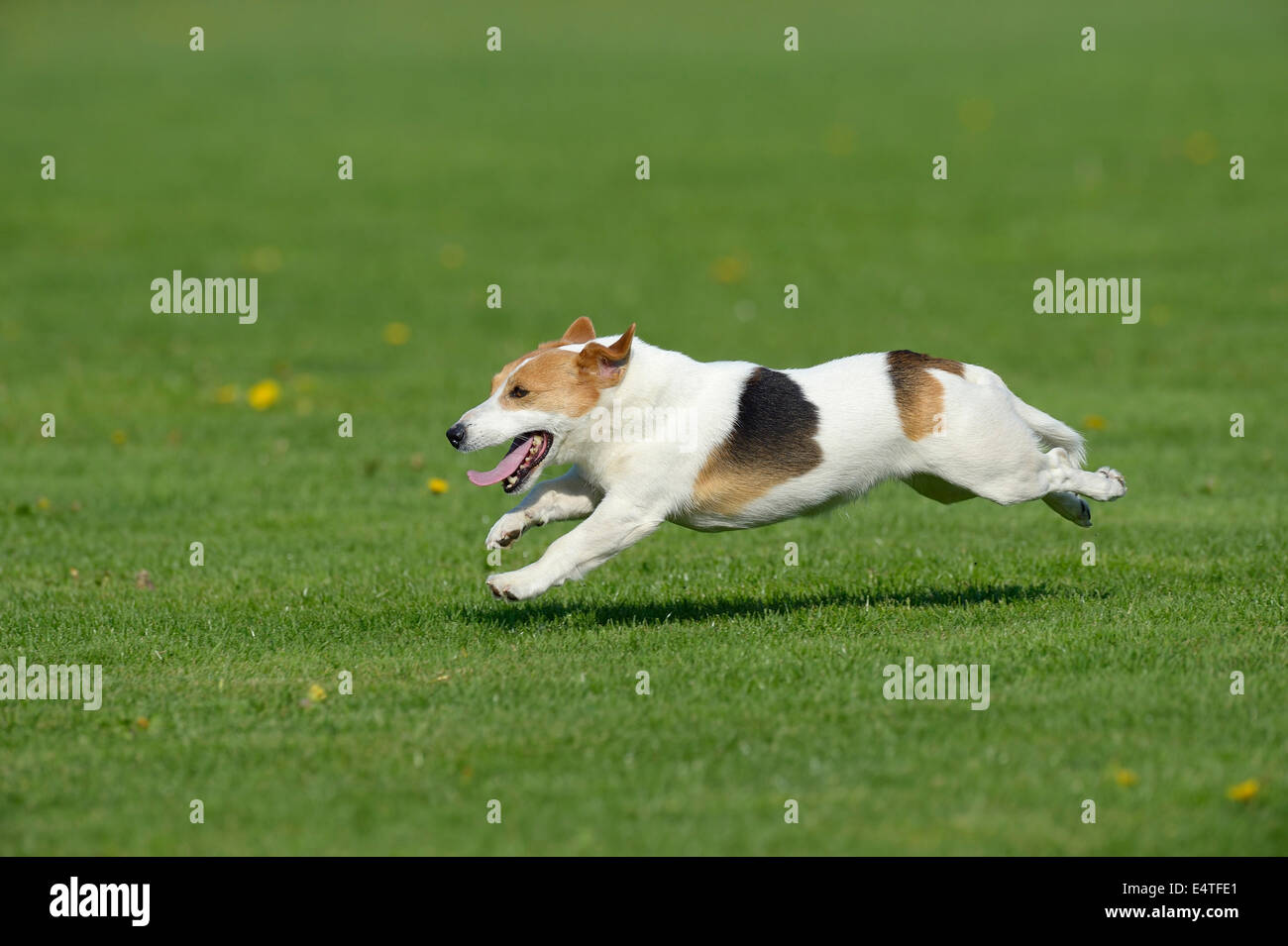 Profile shot jack russell hi-res stock photography and images - Alamy