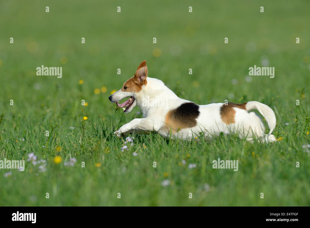 Jack Russell Terrier Running in Meadow, Bavaria, Germany Stock Photo ...