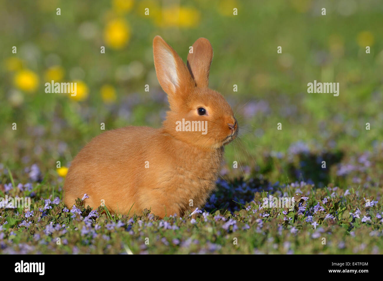Portrait of Baby Rabbit in Spring Meadow, Bavaria, Germany Stock Photo ...