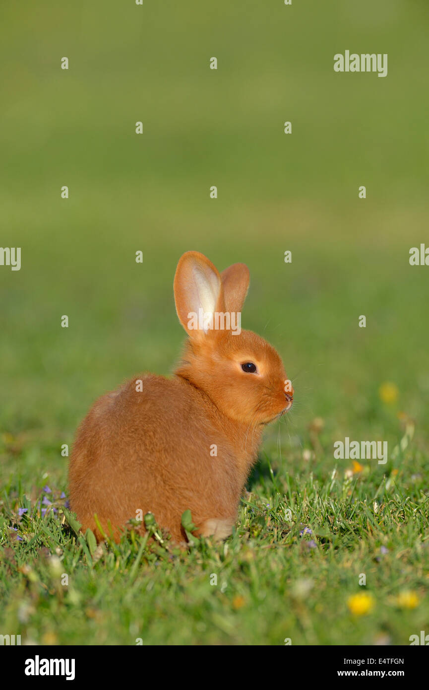 Portrait of Baby Rabbit in Spring Meadow, Bavaria, Germany Stock Photo ...