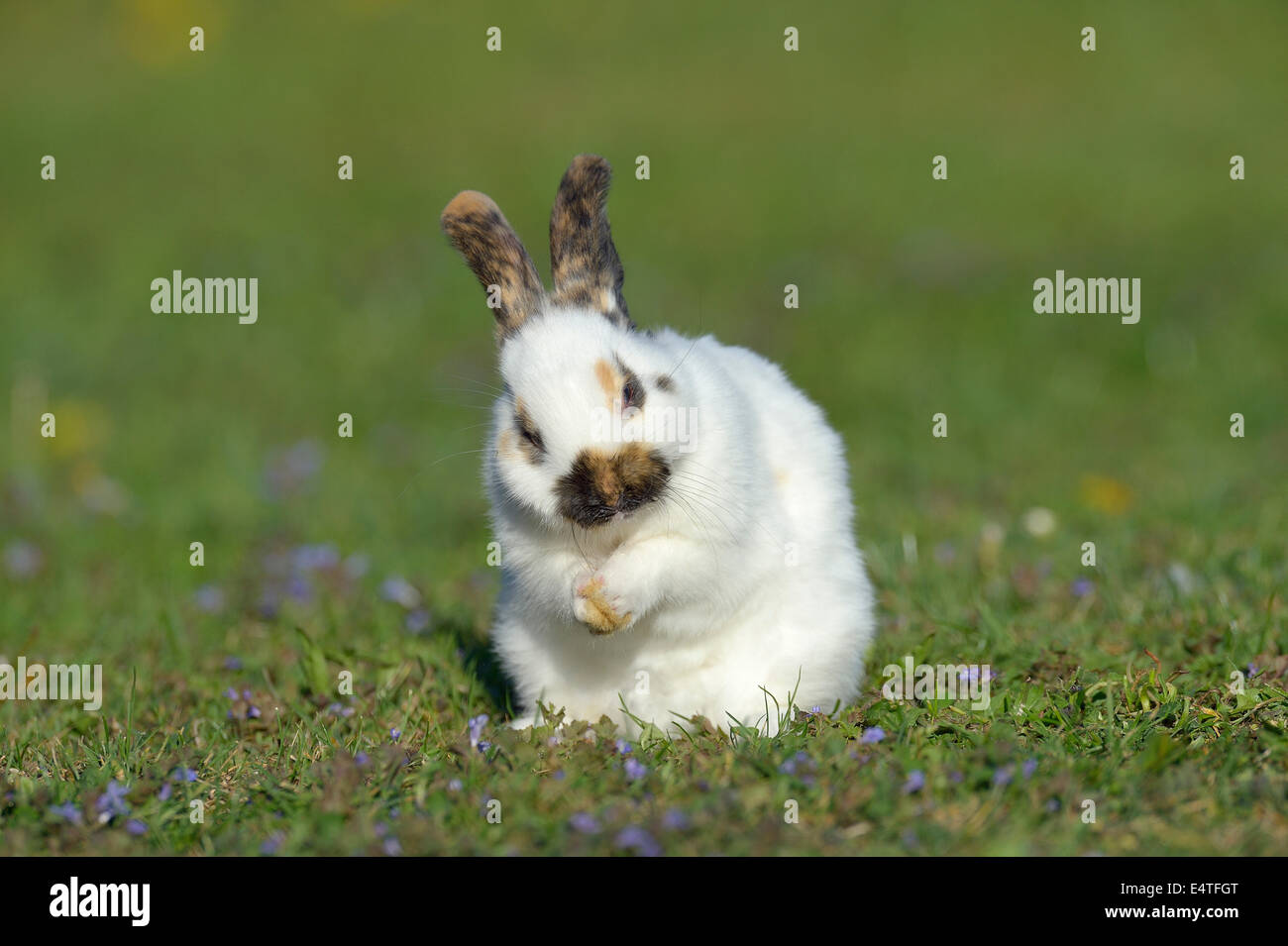 Portrait of Baby Rabbit Cleaning it's Face in Spring Meadow, Bavaria ...