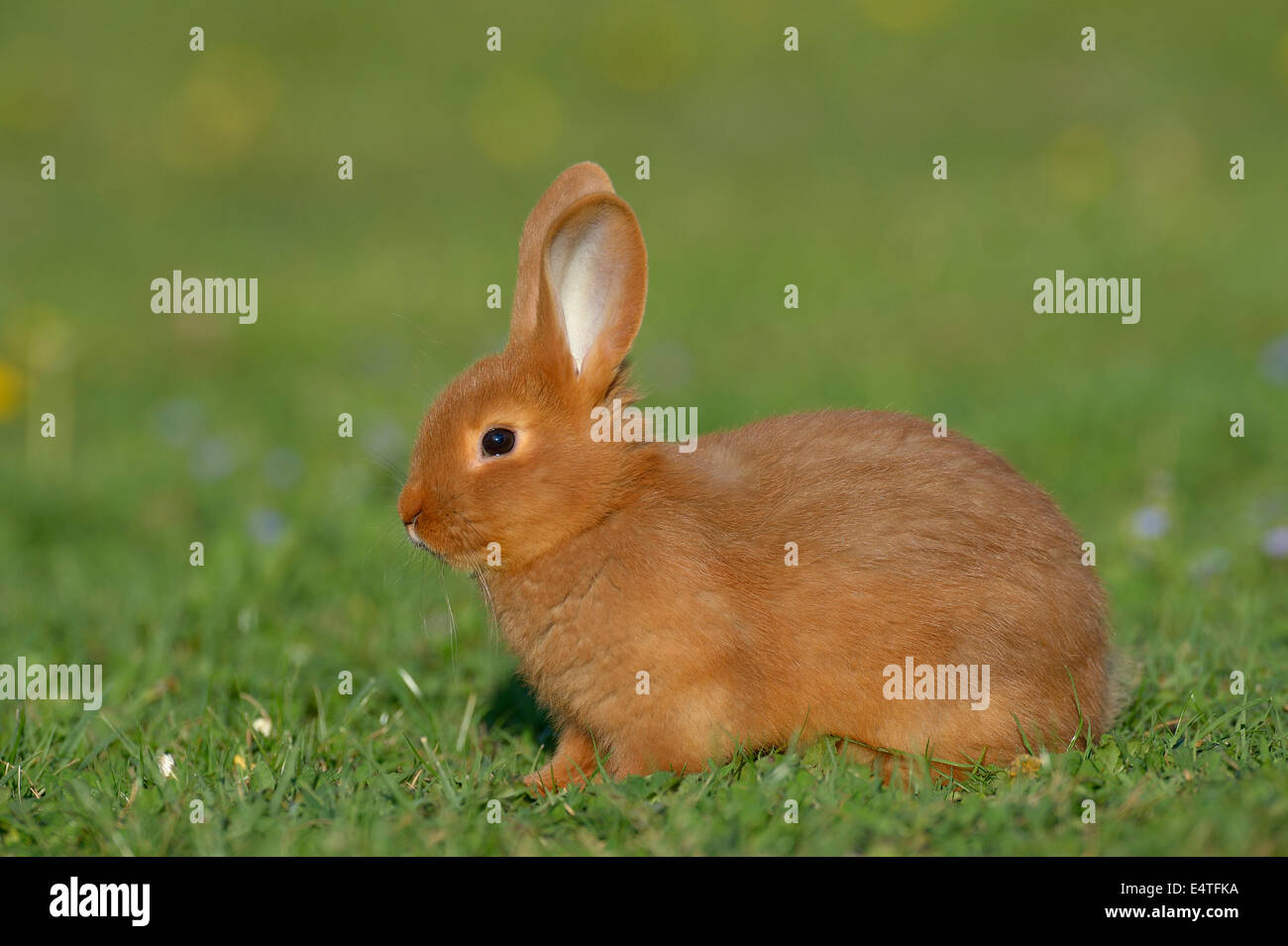 Portrait bunny rabbit in profile hi-res stock photography and images ...