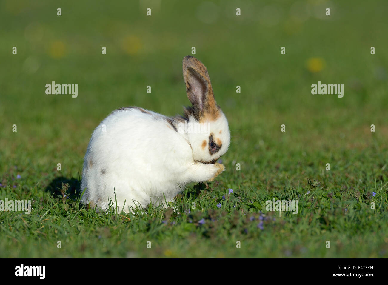 Portrait bunny rabbit in profile hi-res stock photography and images ...