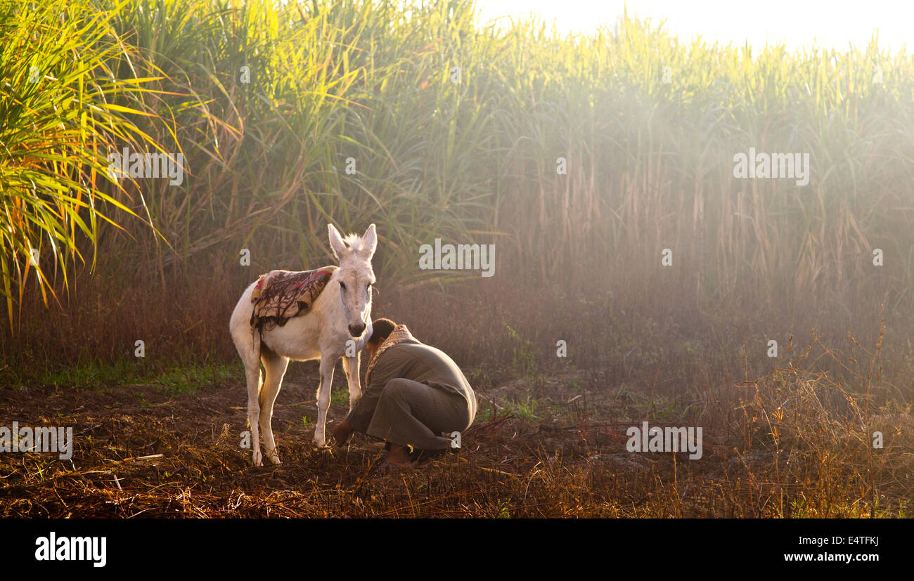 Boy tending to donkey Stock Photo - Alamy