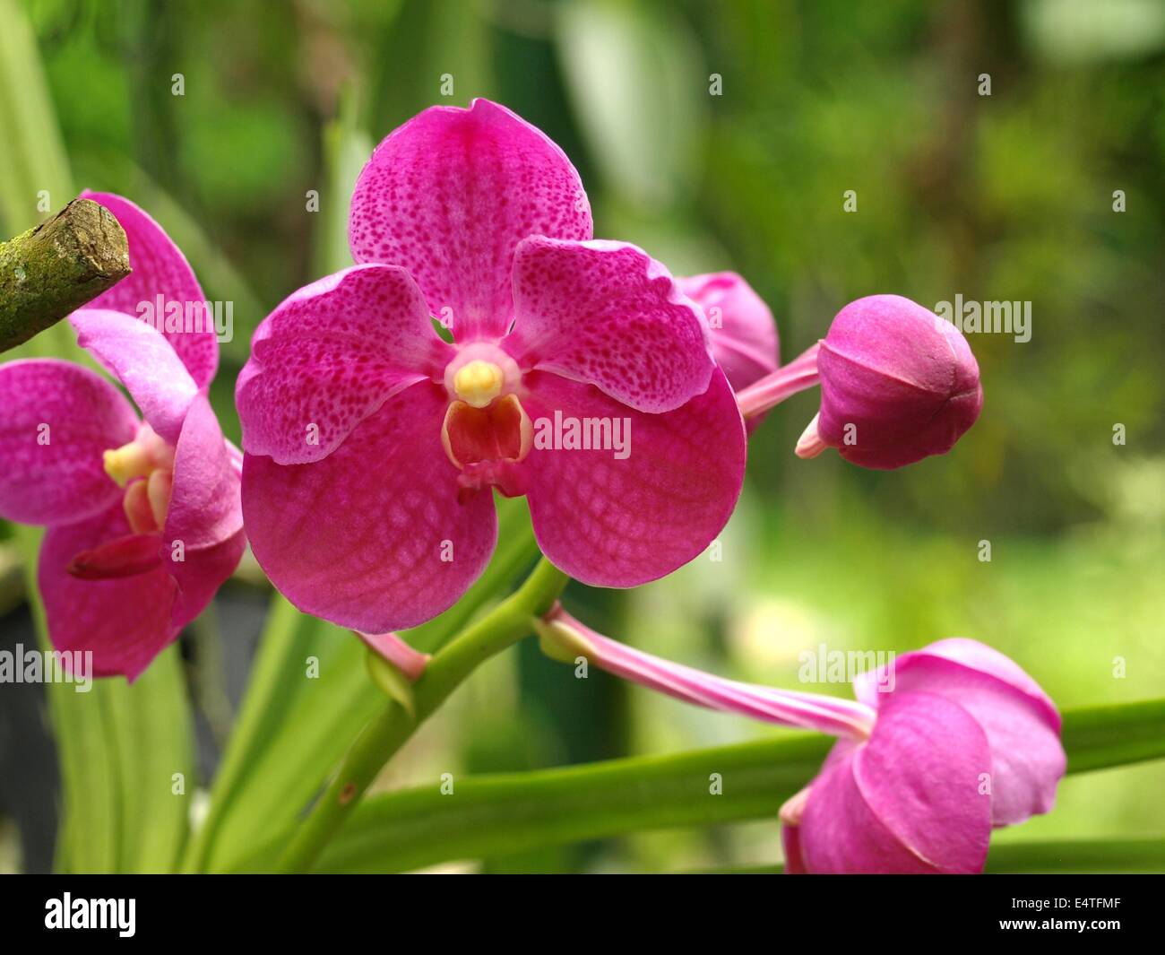 pink phalaenopsis Moth orchid Stock Photo - Alamy