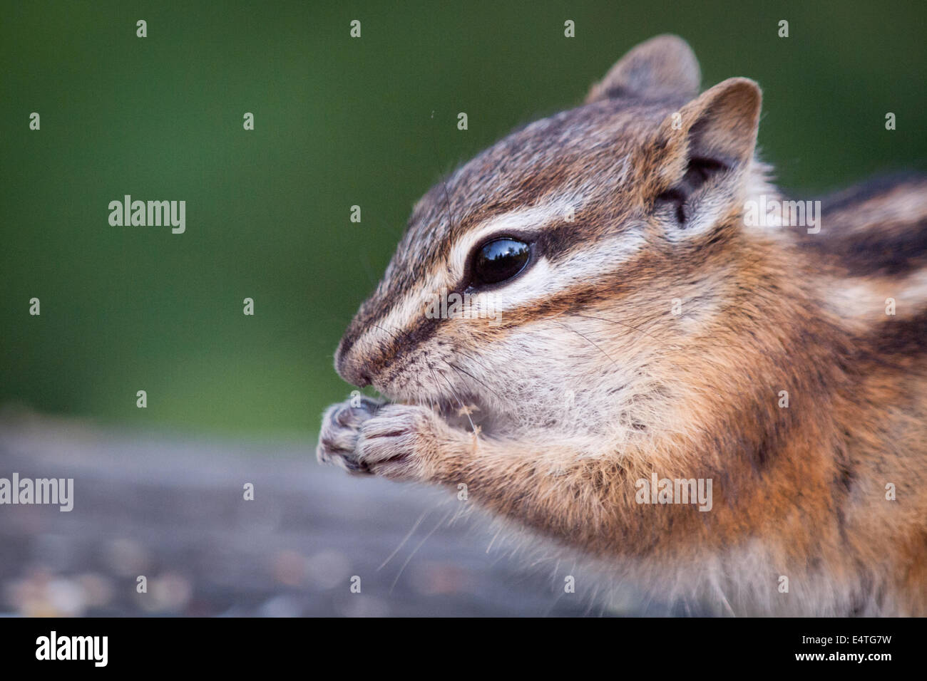 Least chipmunk whitemud park and nature reserve edmonton alberta hi-res ...