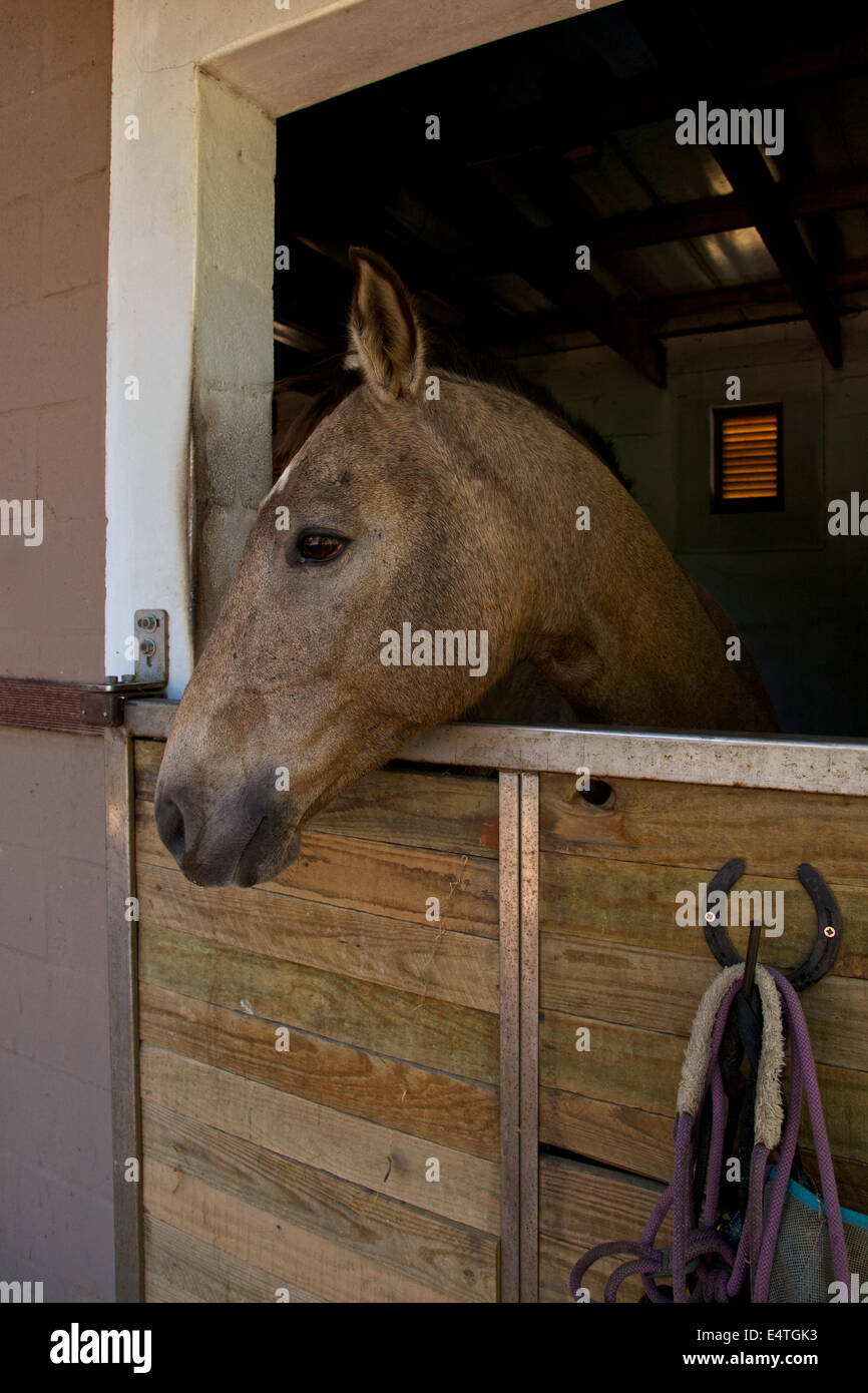 Horse inside stable, farm Stock Photo - Alamy