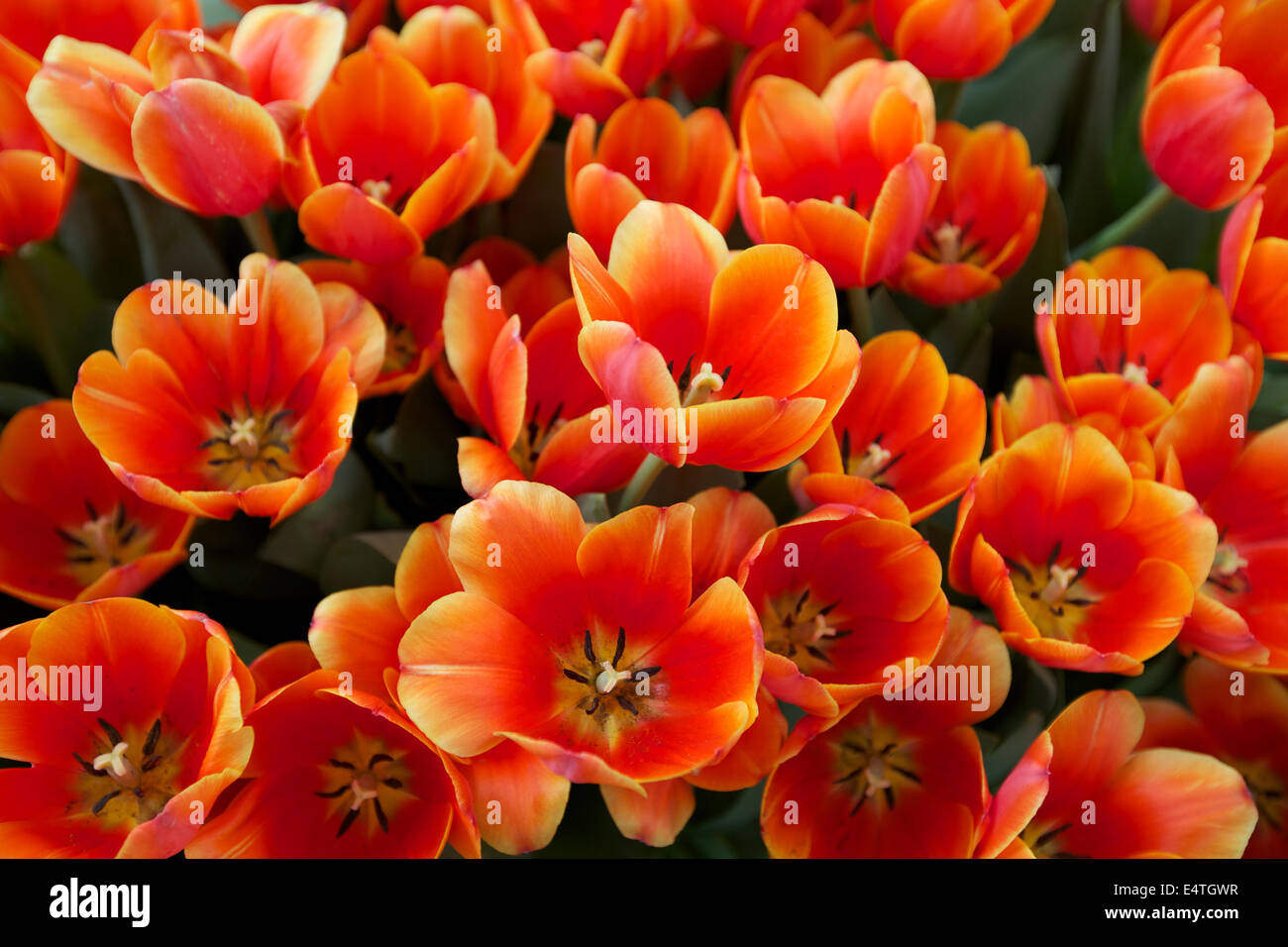 Orange and Yellow Tulips Grown in a Botanical Garden Stock Photo - Alamy