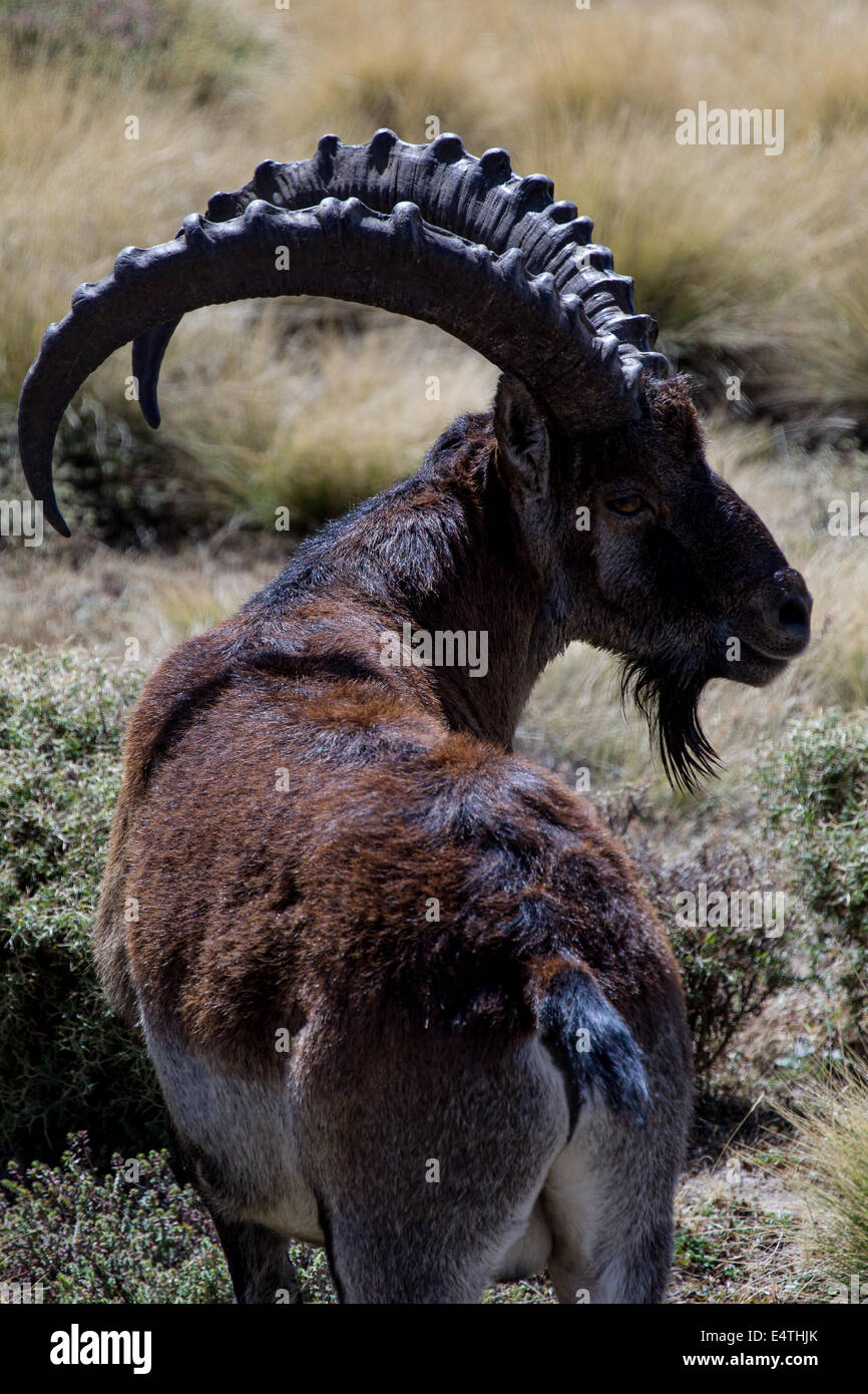 Walia hi-res stock photography and images - Alamy