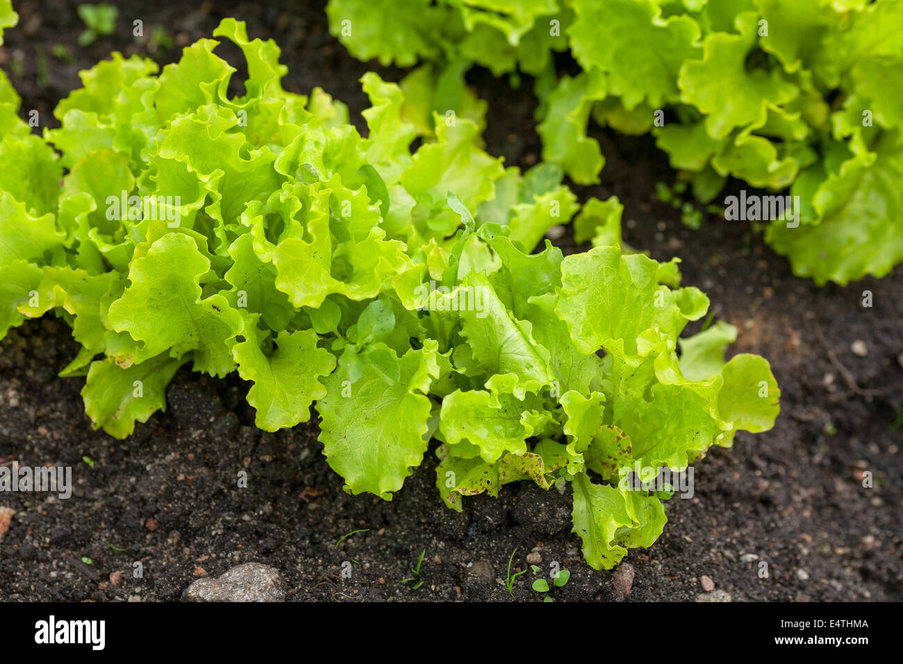 Lettuce row garden hi-res stock photography and images - Alamy