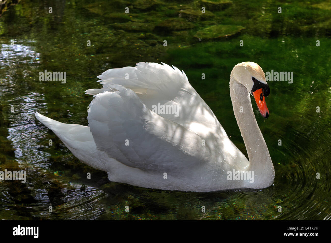 white swan floating on clear water Stock Photo - Alamy