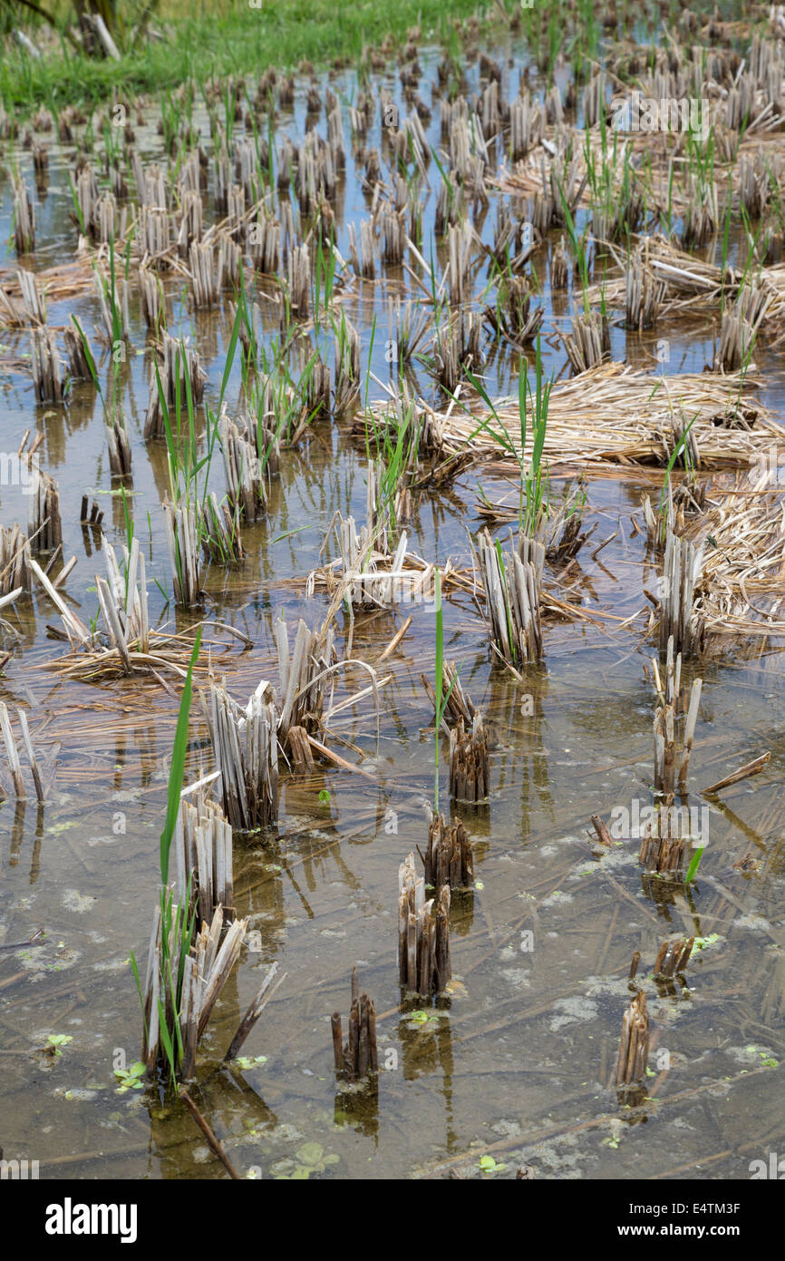 Bali rice paddy hi-res stock photography and images - Alamy