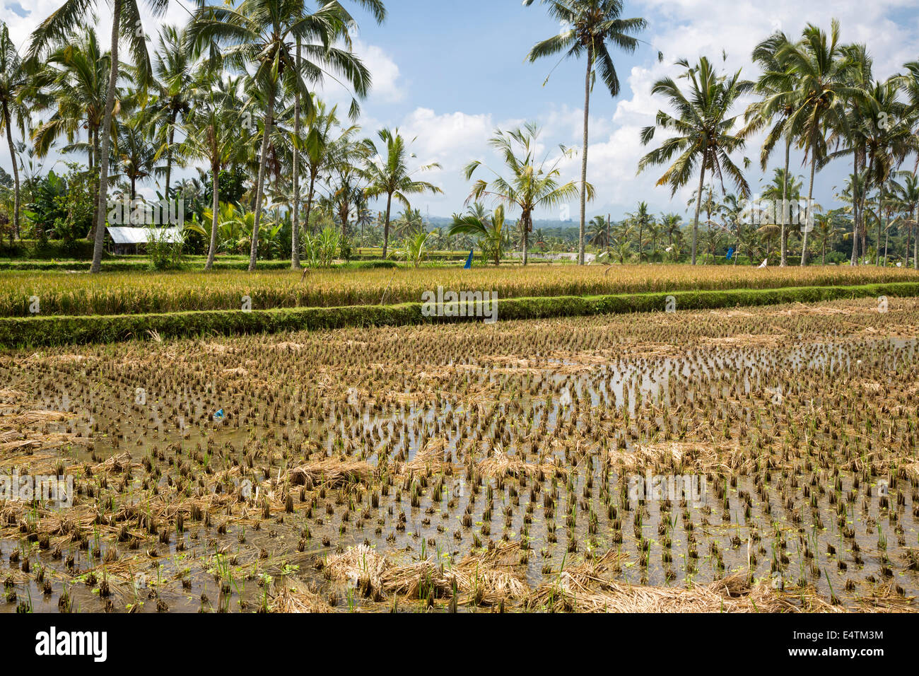 Bali, Indonesia. Rice Paddies. The one in the background is almost ...