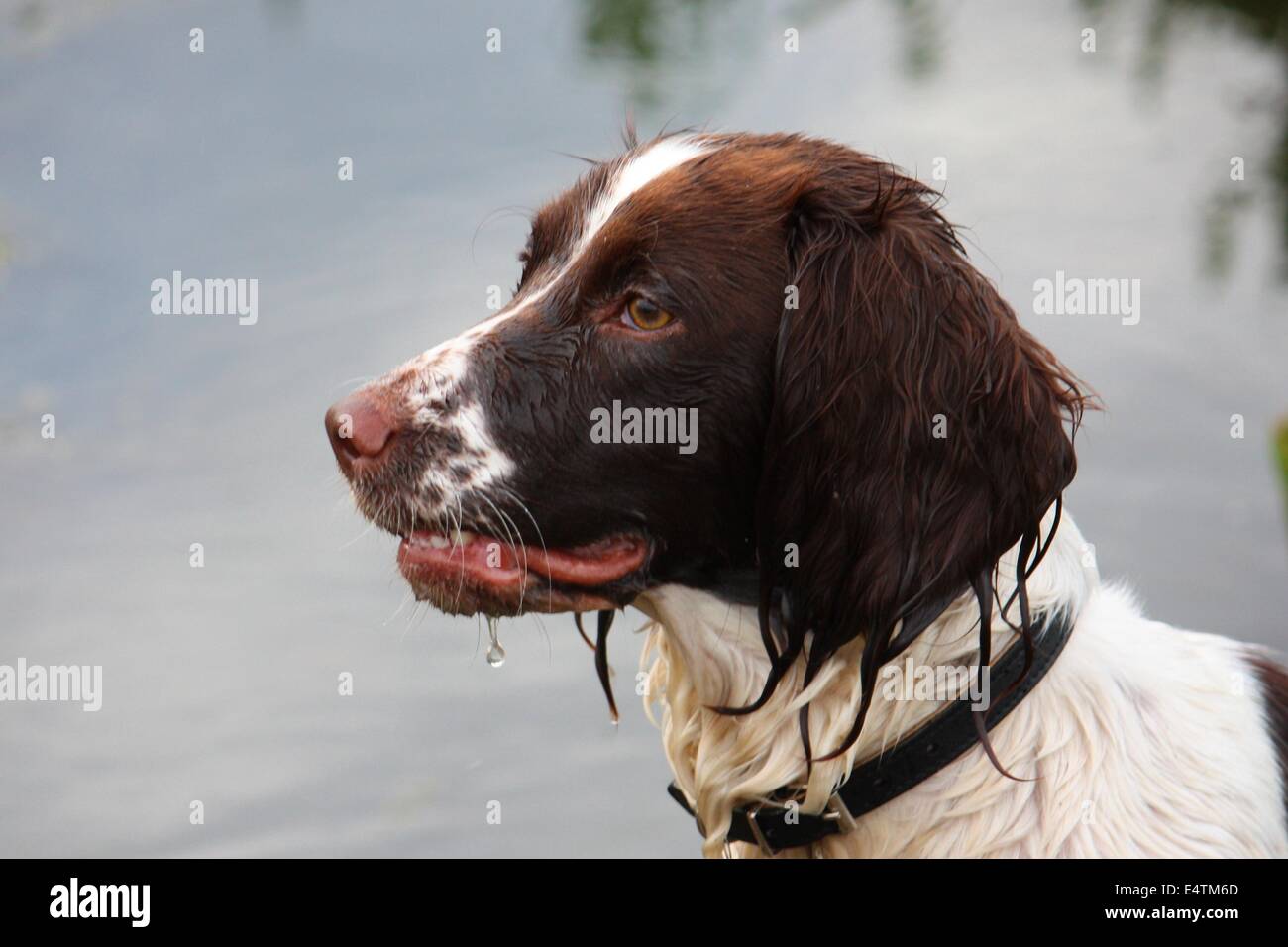 close up of a cute liver and white working type english springer ...