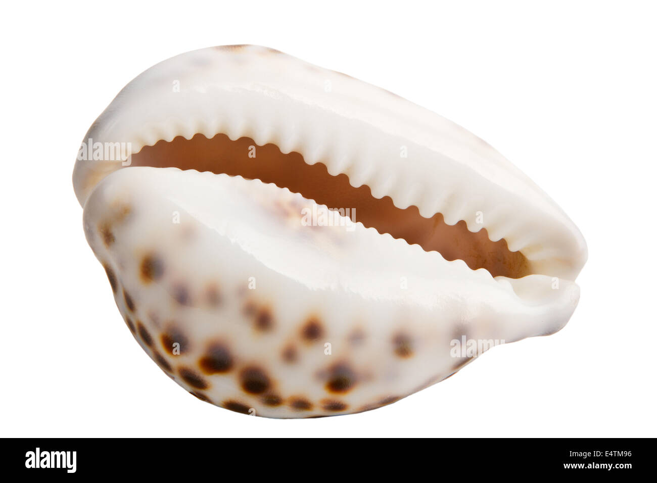 colorful sea shell isolated on white background Stock Photo - Alamy