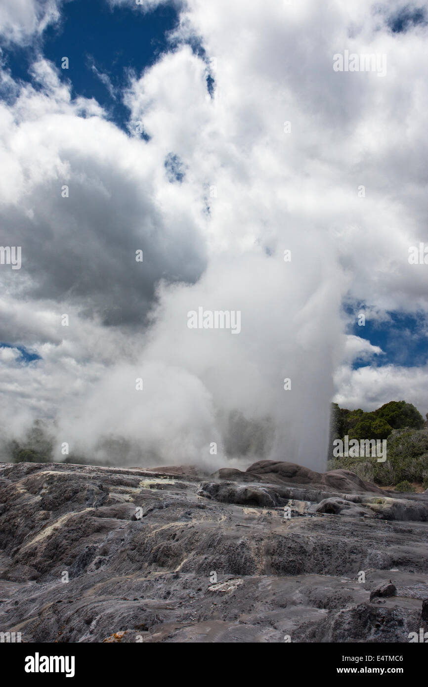 Pohutu Geyser erupting Stock Photo - Alamy