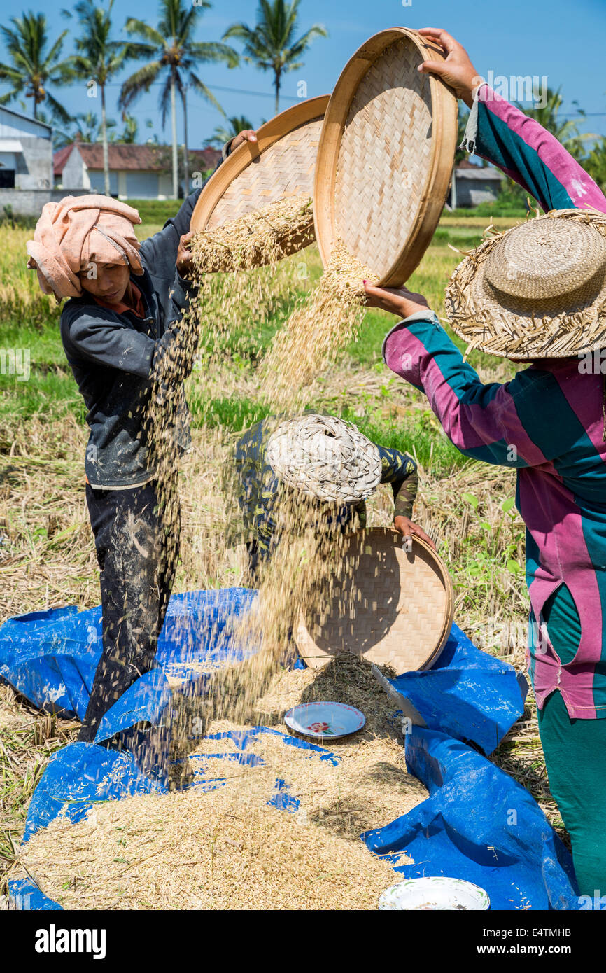 Rural Indonesian Women Stock Photos & Rural Indonesian Women Stock ...