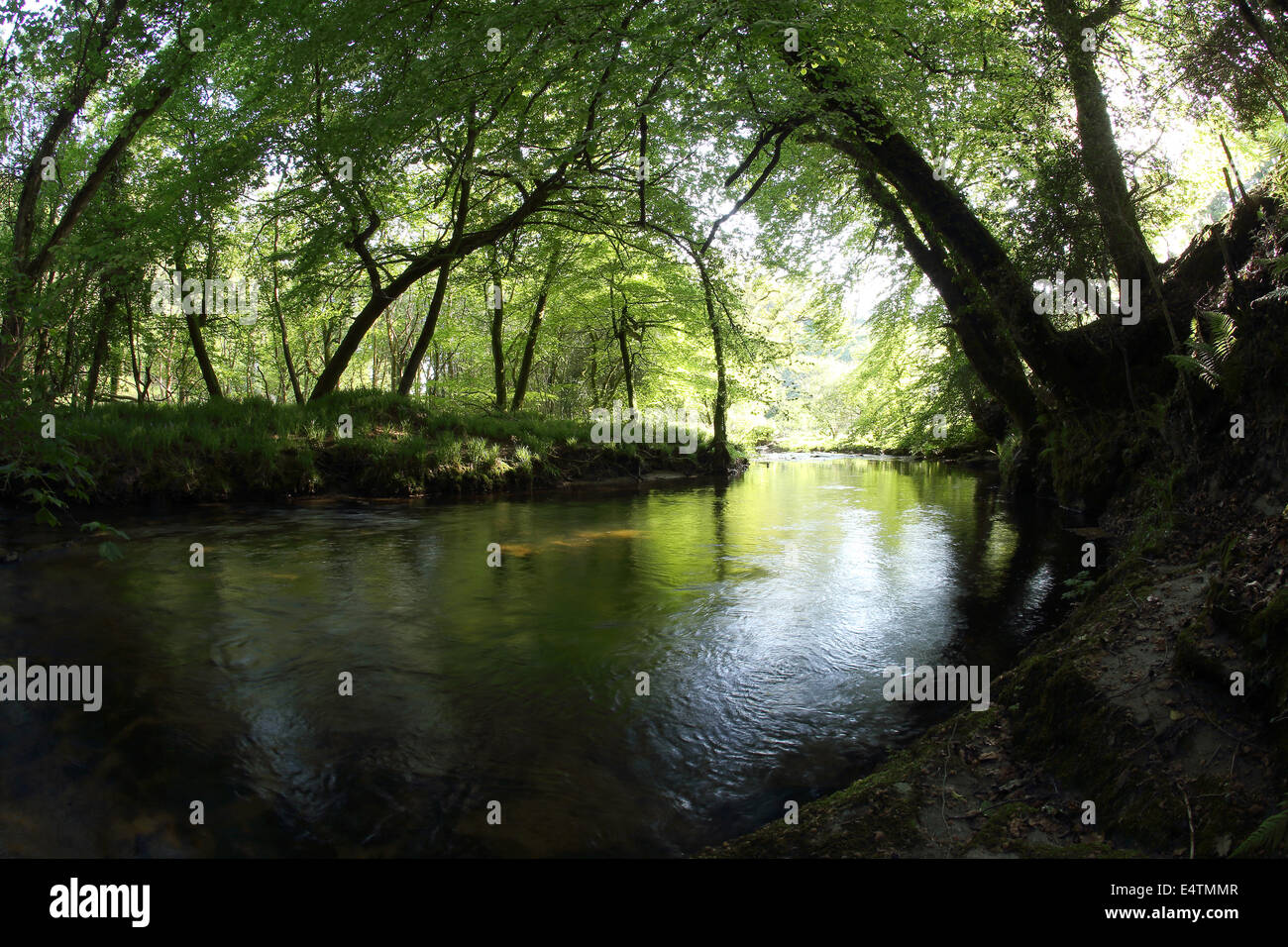 The slow-moving River Fowey passes though deep woodland, near Liskeard ...