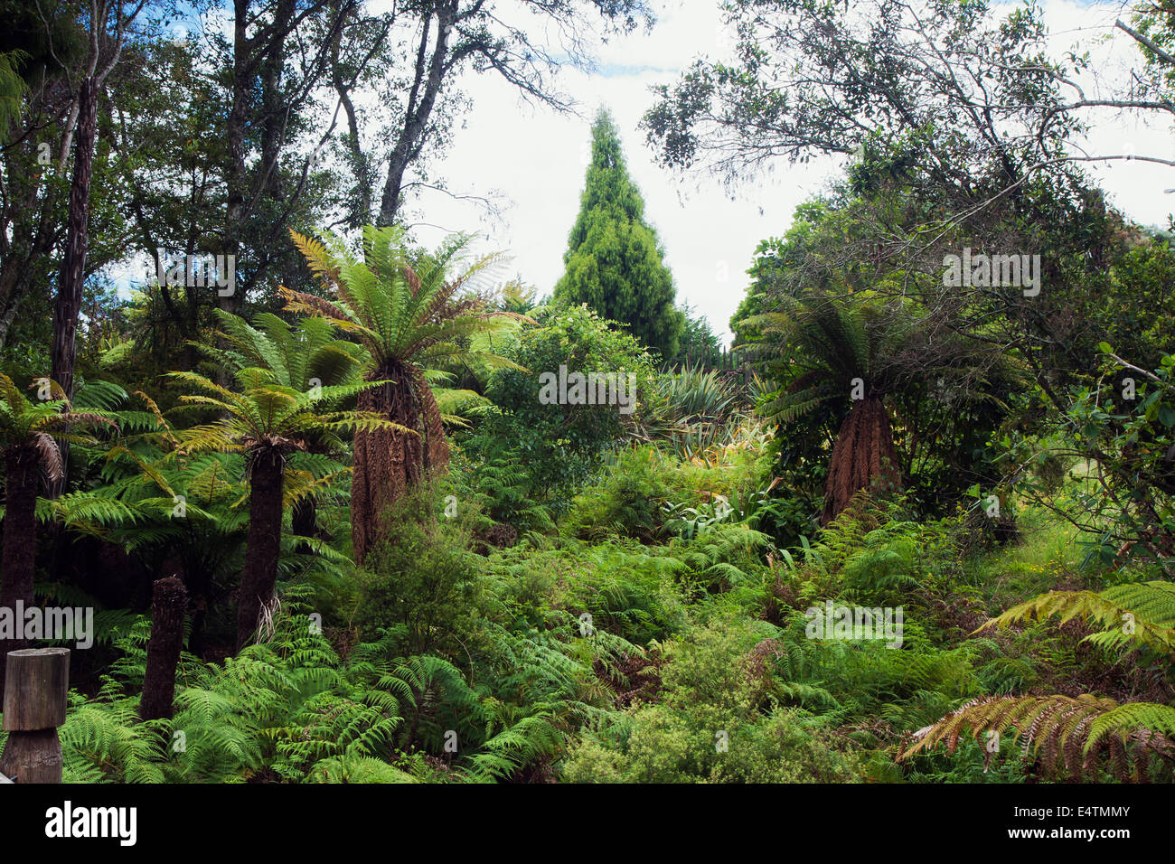 Dense forest around Whakarewarewa Thermal Valley Stock Photo - Alamy