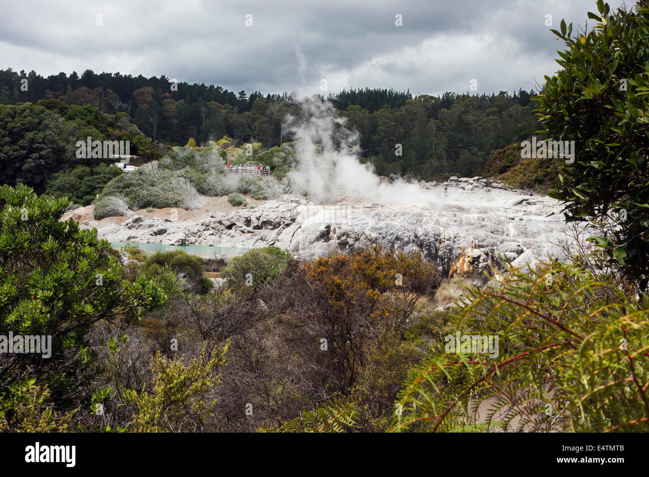 Pohutu Geyser after an eruption Stock Photo - Alamy