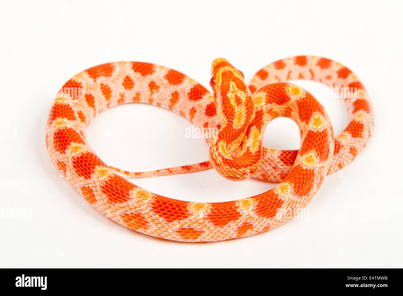 snake.elaphe guttata.young boa constrictor on a white background Stock ...