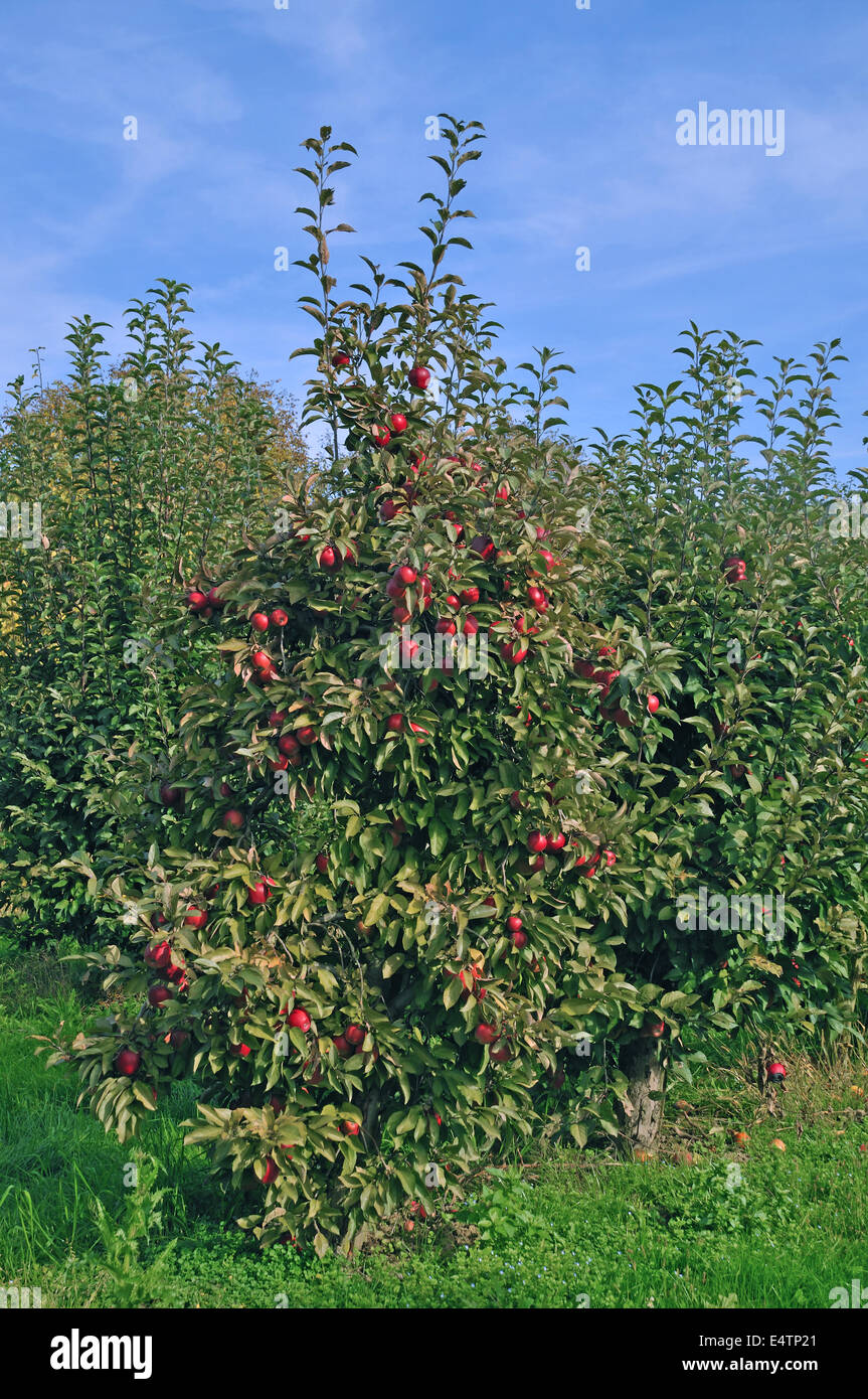 Plantation forest europe hi-res stock photography and images - Alamy