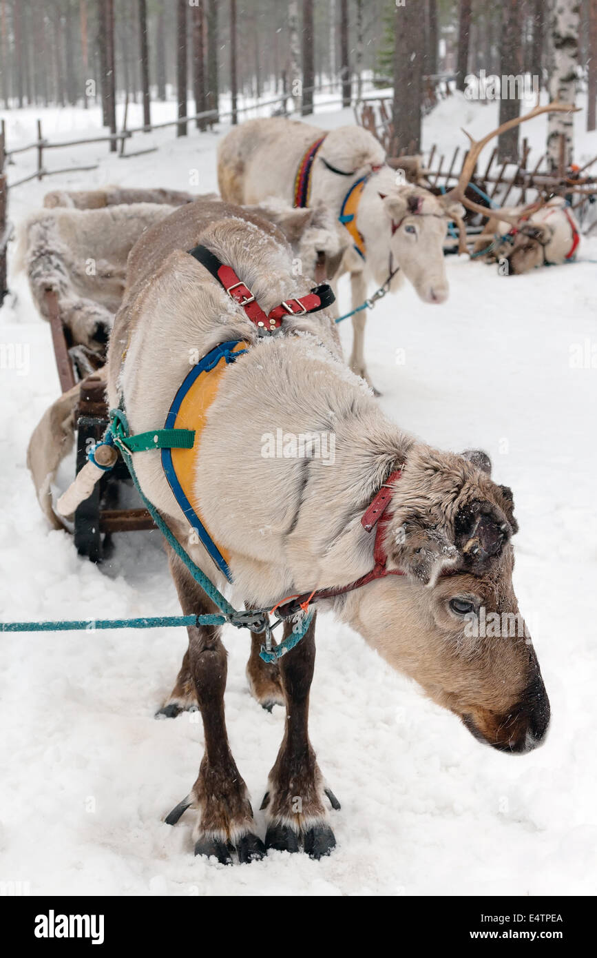 Furry reindeers hi-res stock photography and images - Alamy