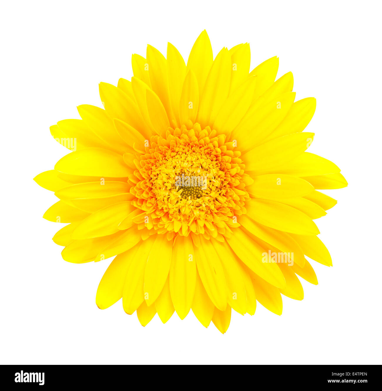 Single yellow gerbera flower Stock Photo - Alamy