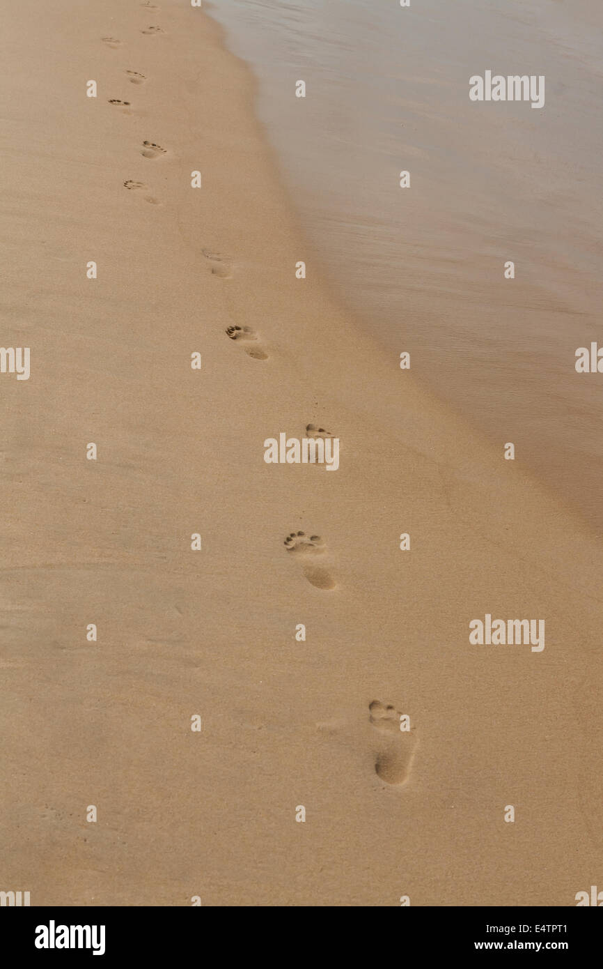 footprints in the sand on the beach Stock Photo - Alamy