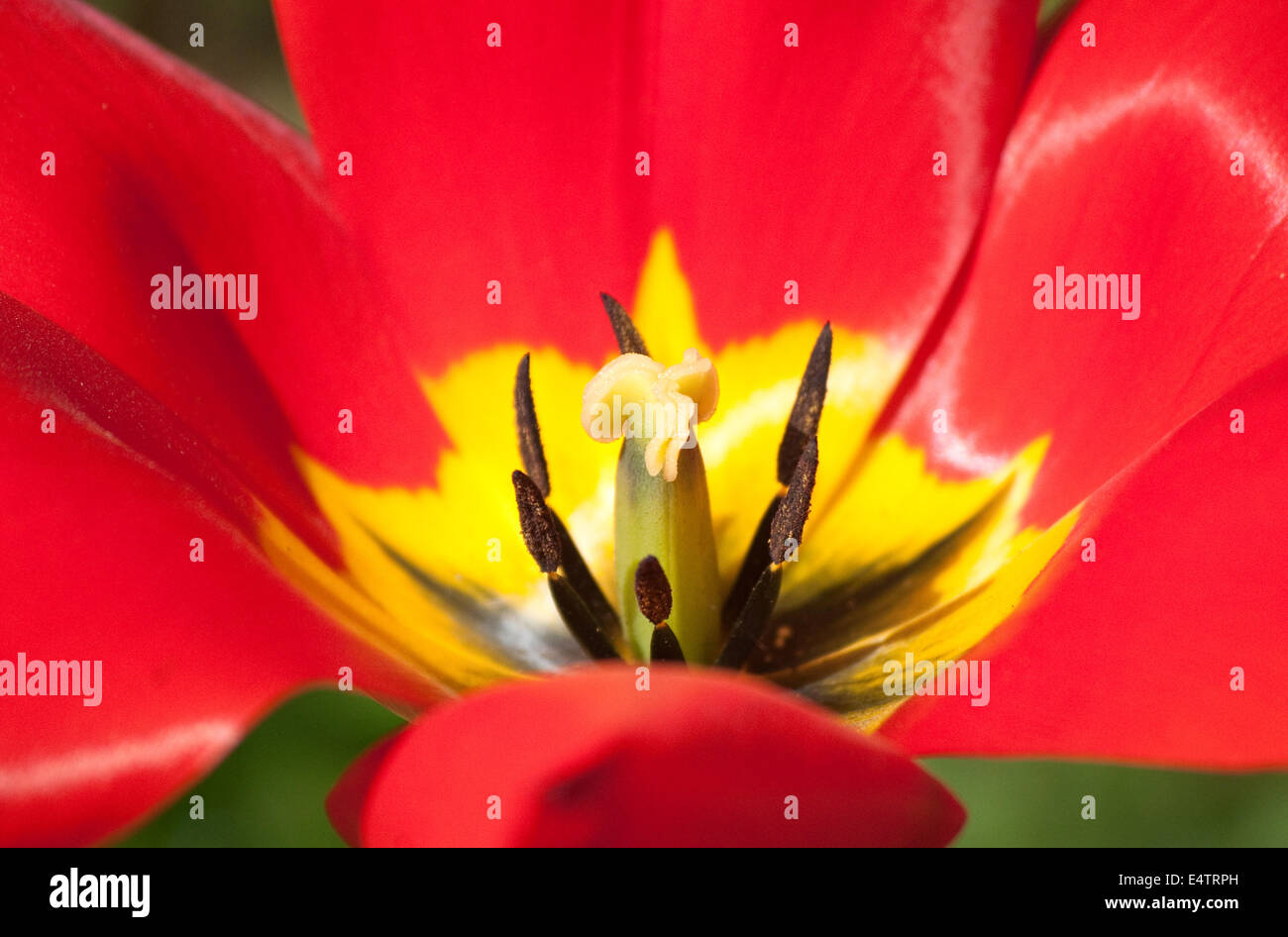 A close up picture of a bright red shiny tulip Stock Photo - Alamy