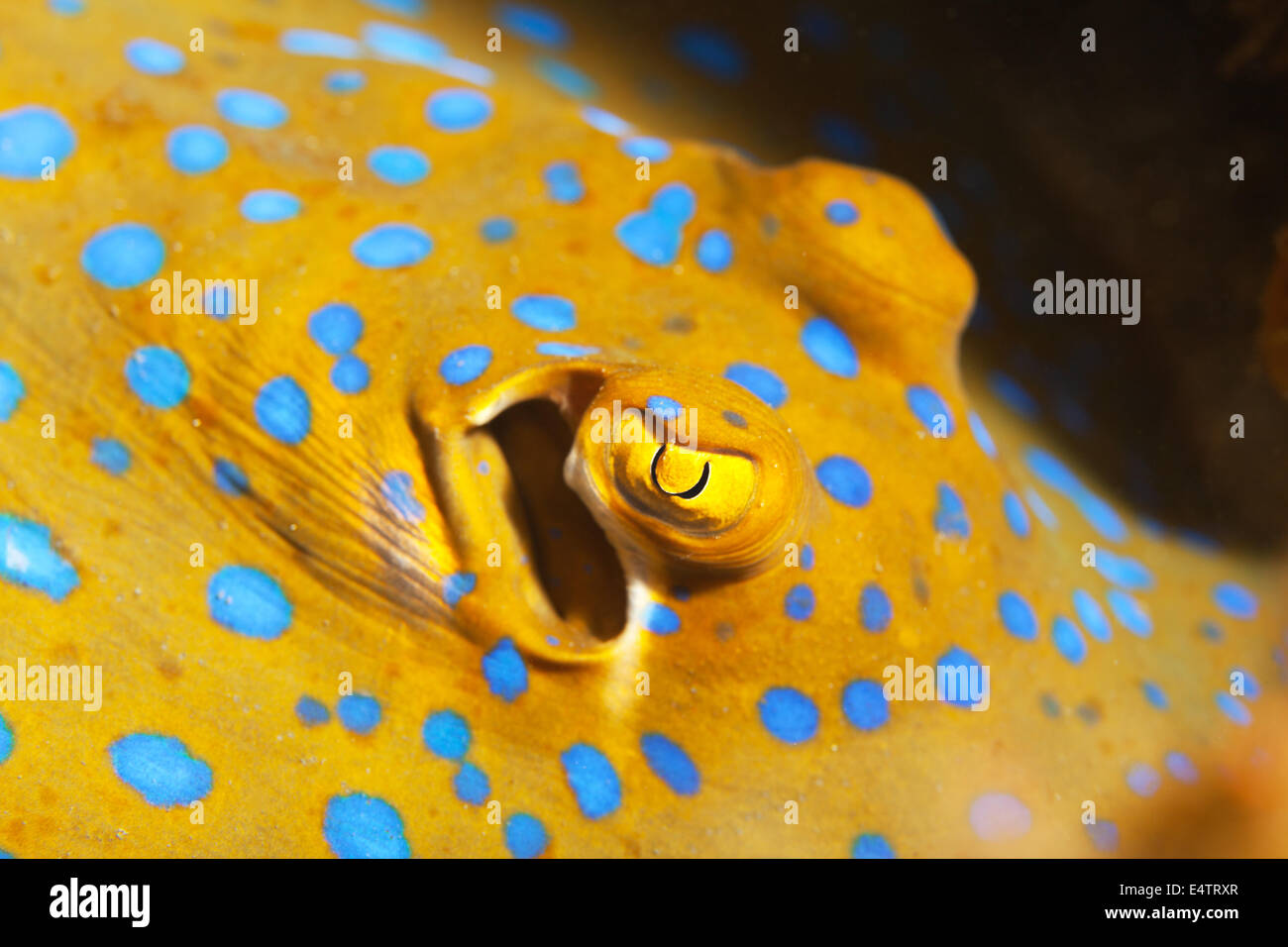 Stingray eyes hi-res stock photography and images - Alamy