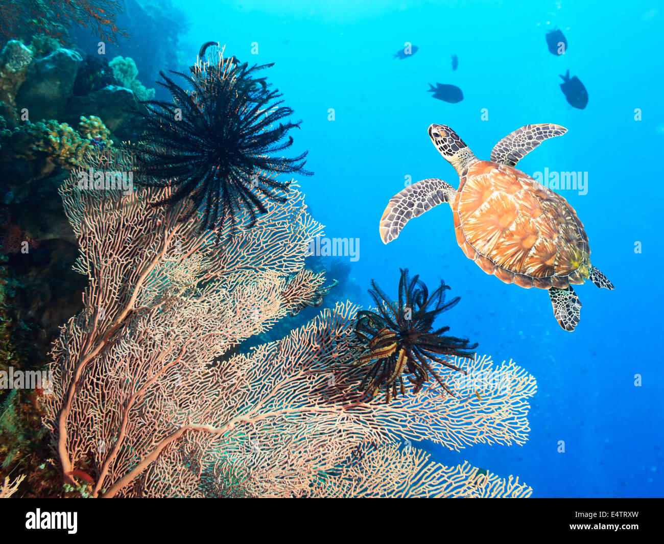 Underwater tropical turtle landscape scenery hi-res stock photography ...